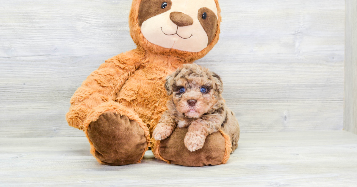 Cute Havapoo Gamora: 3lb 8oz Doodle Puppy