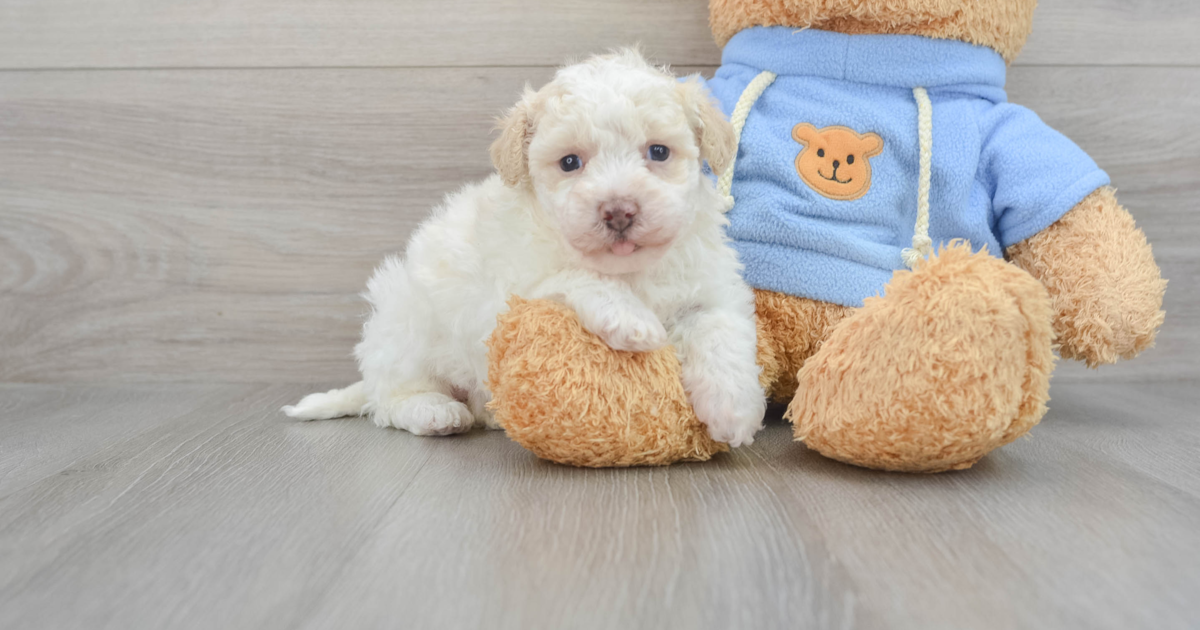 Cute Havapoo Lena: 3lb 8oz Doodle Puppy