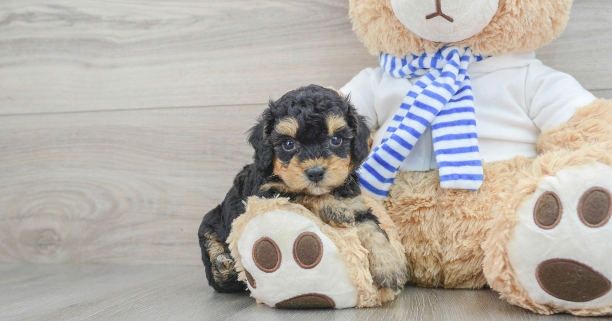 Cute Poodle Cleo: 4lb 2oz Purebred Puppy