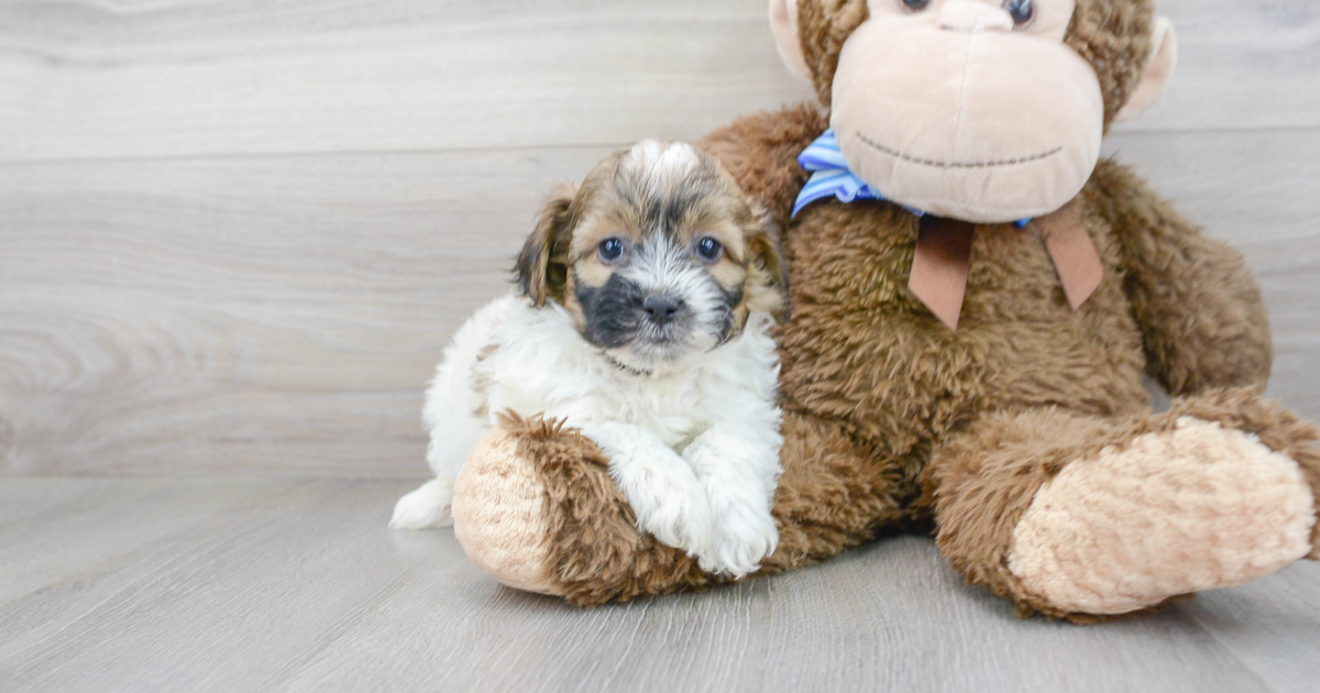 Cute Teddy Bear Chip: 3lb 12oz Designer Puppy